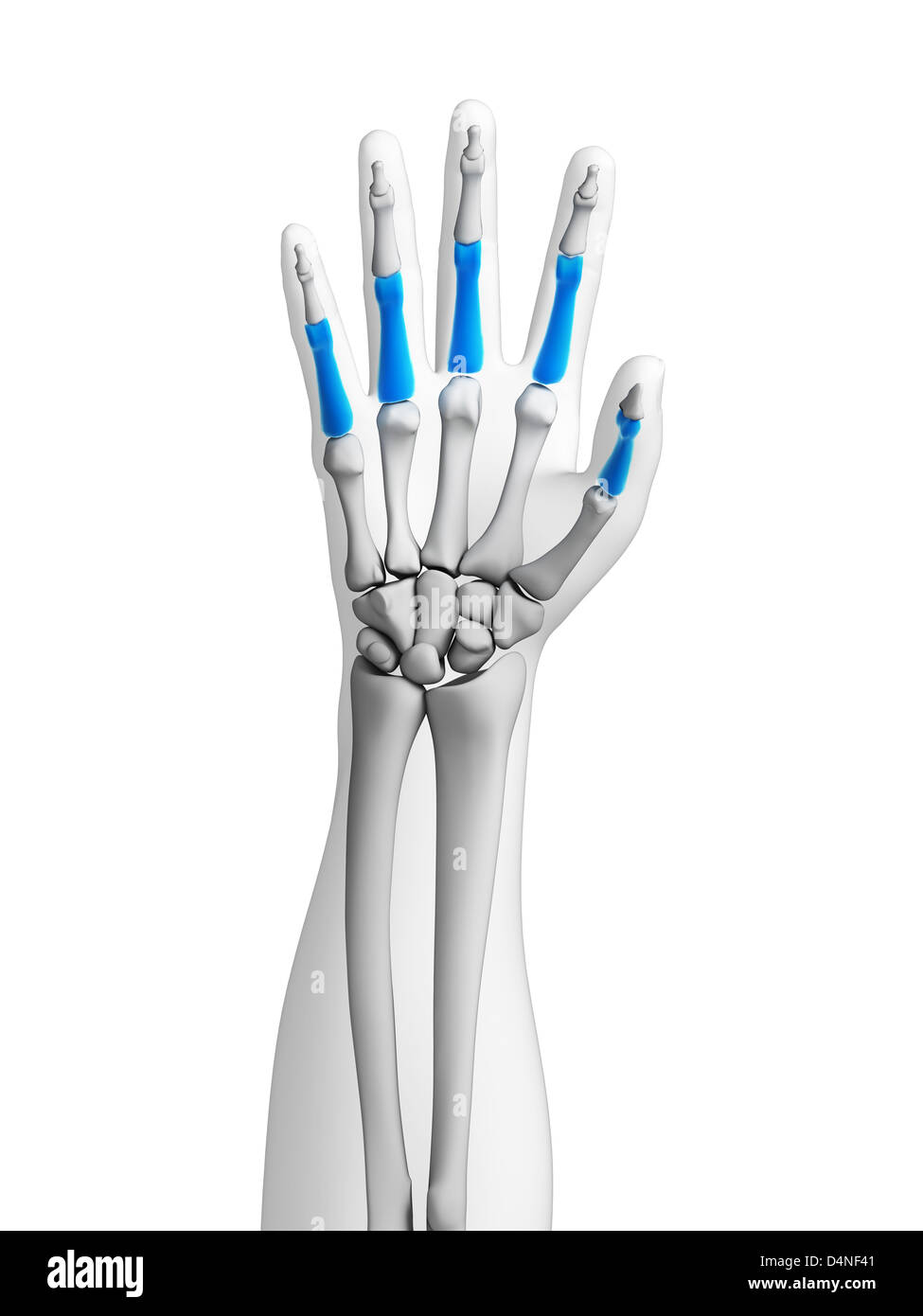 Scheletro mano umana anatomia immagini e fotografie stock ad alta ...