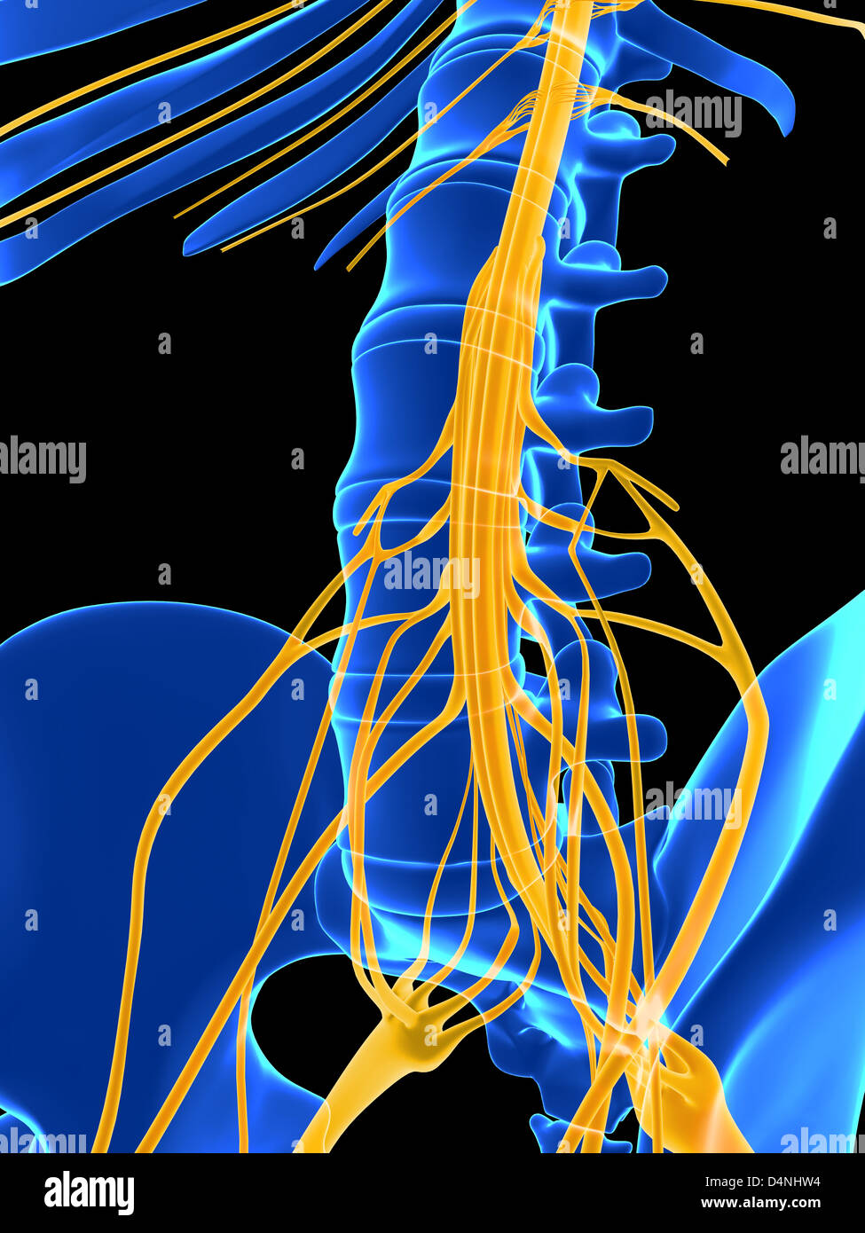Midollo spinale umano anatomia immagini e fotografie stock ad alta ...