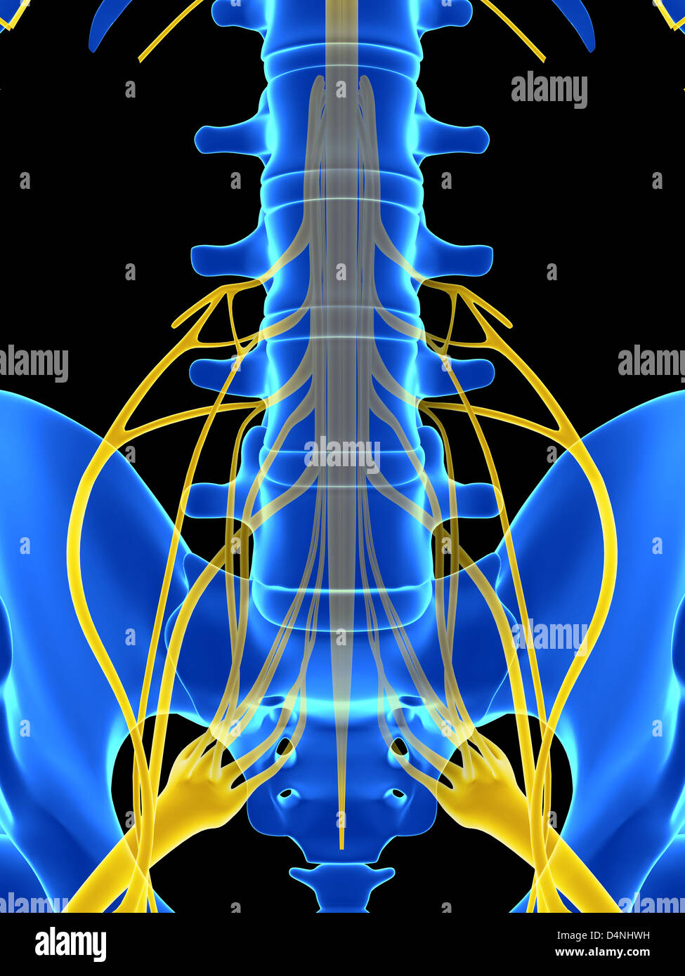 Anatomia del midollo spinale immagini e fotografie stock ad alta ...