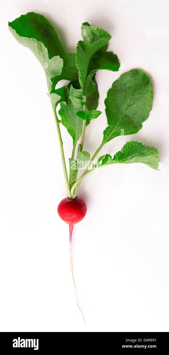 Una pianta di ravanello immagini e fotografie stock ad alta risoluzione ...