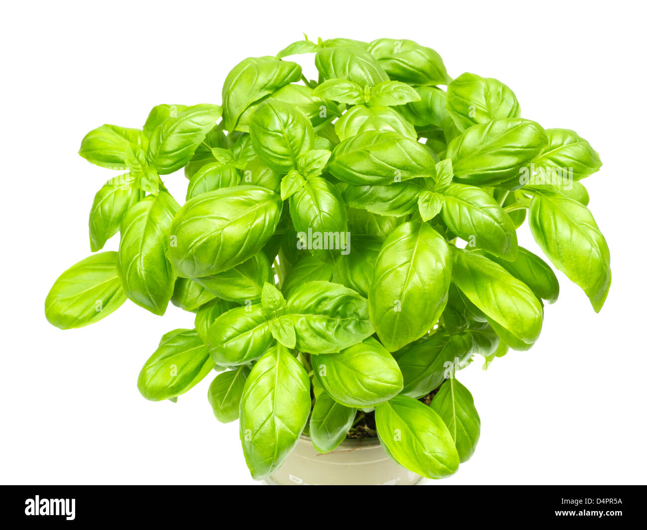 Piantina di basilico immagini e fotografie stock ad alta risoluzione ...