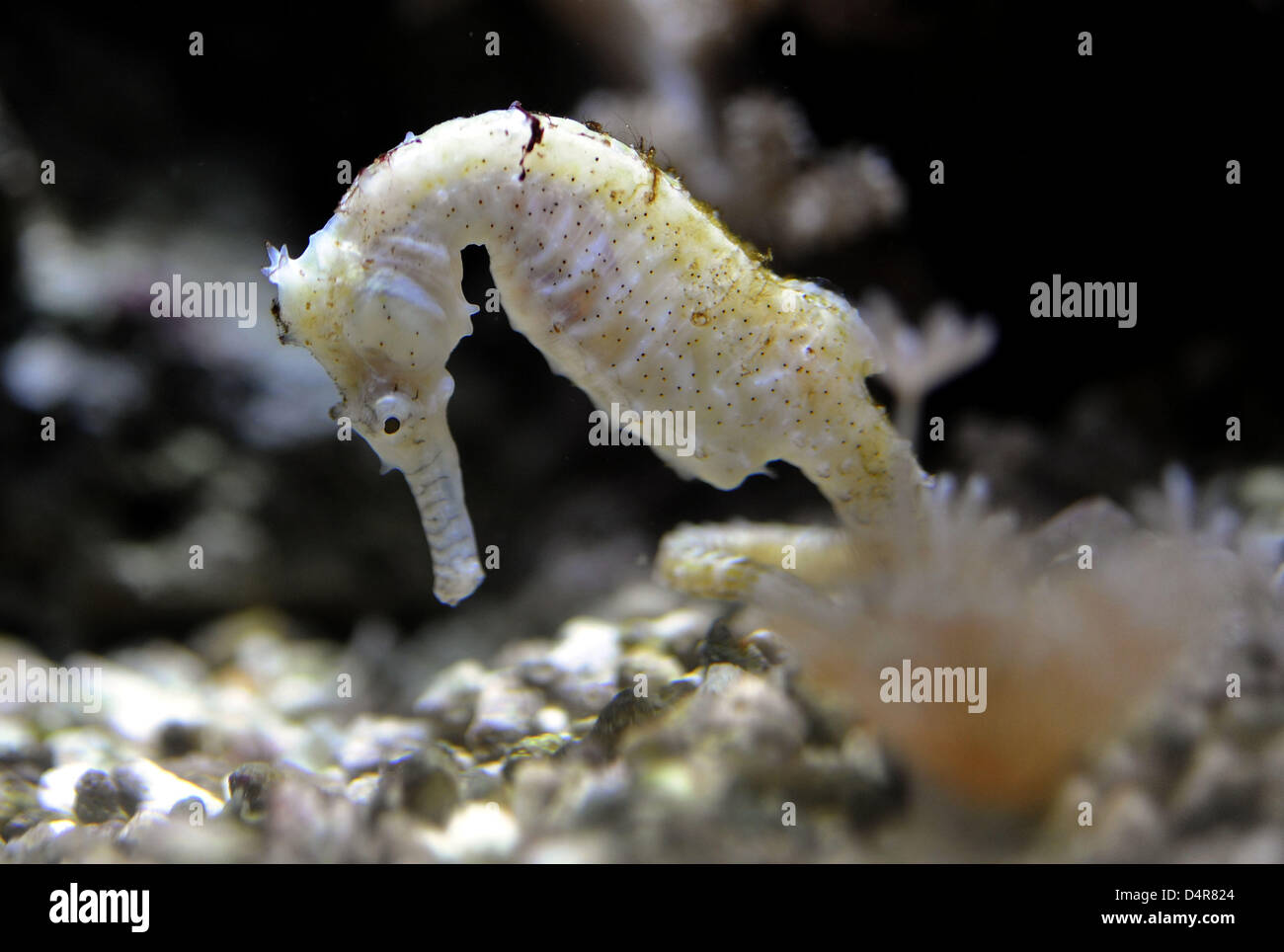 Un Hippocampus Barbouri cerca di cibo in un bacino idrico a SEA LIFE ad ...