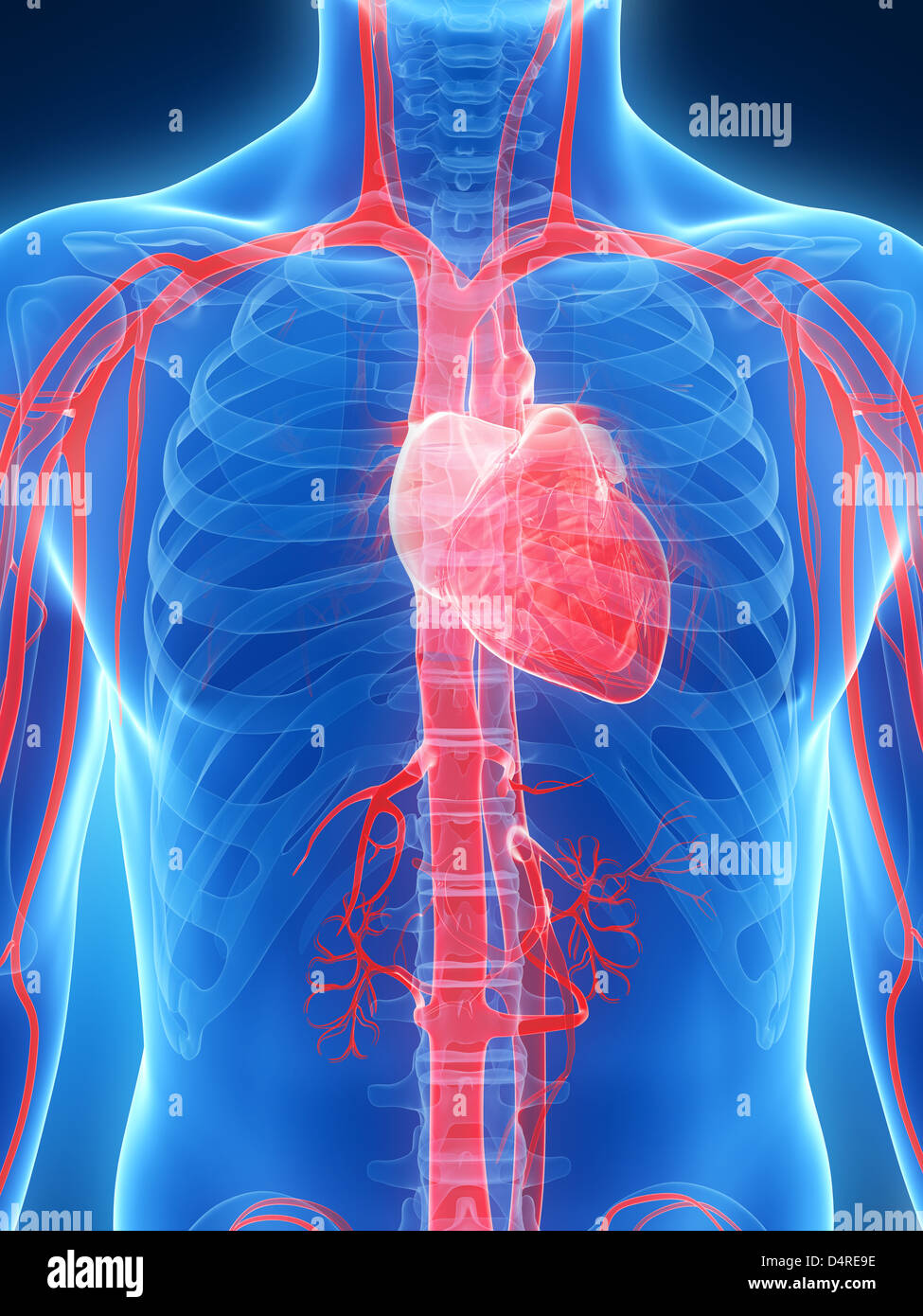 Infarto cardiaco immagini e fotografie stock ad alta risoluzione - Alamy