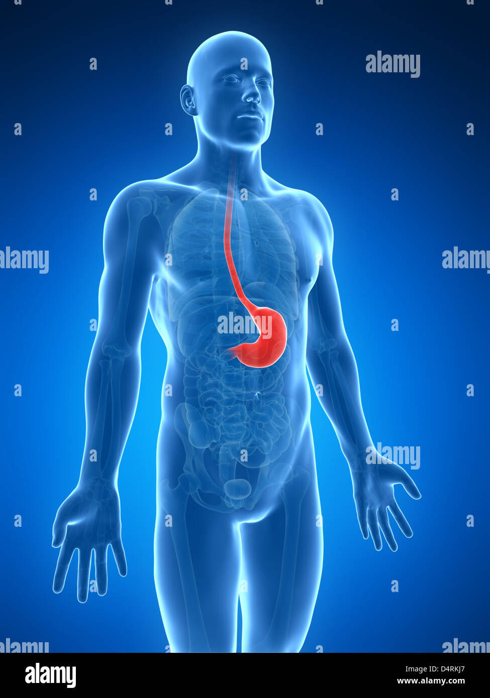Anatomia dello stomaco immagini e fotografie stock ad alta risoluzione ...