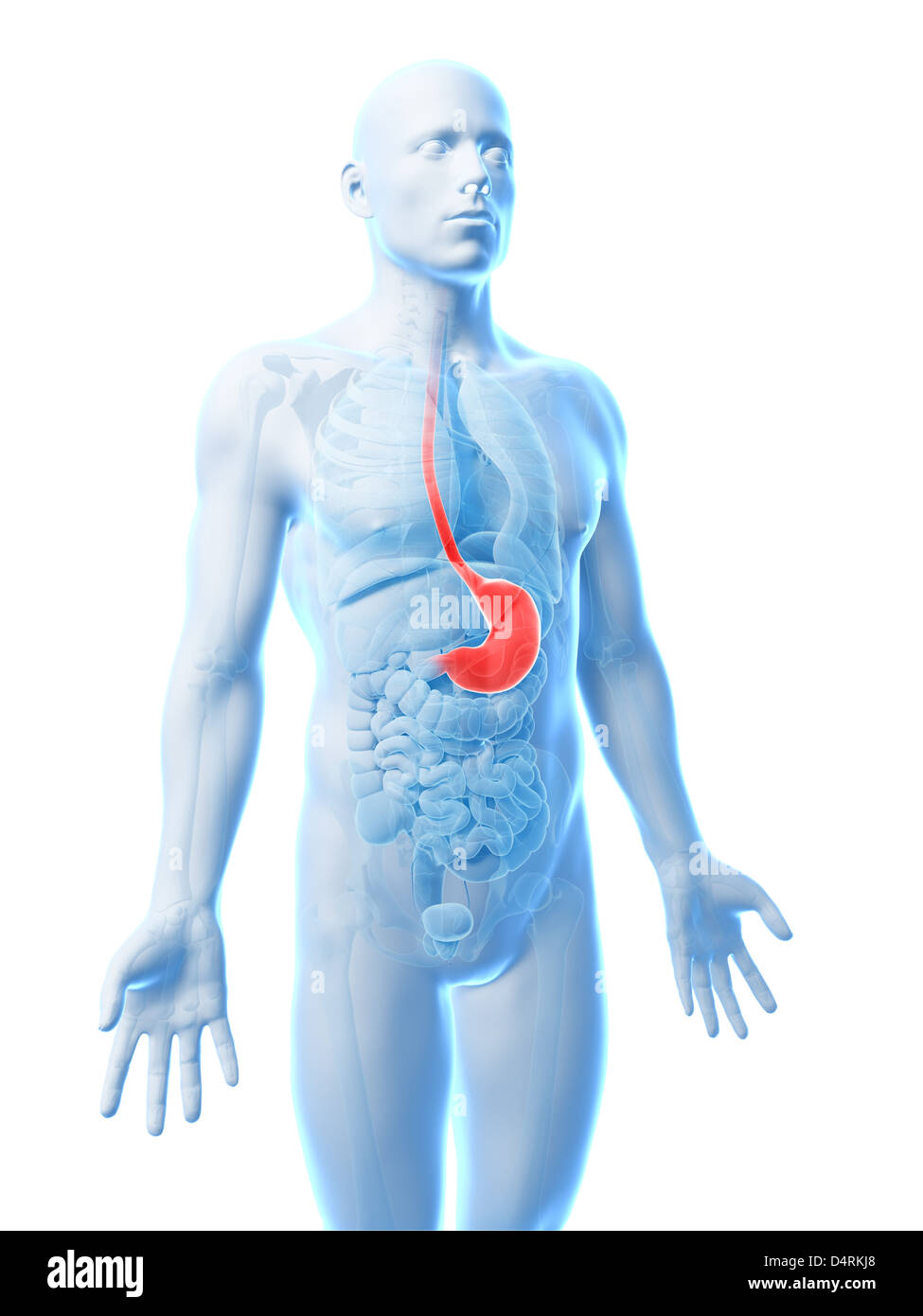 Anatomia dello stomaco immagini e fotografie stock ad alta risoluzione ...