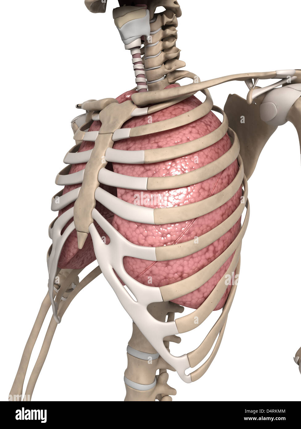 Anatomía del tórax humano immagini e fotografie stock ad alta ...