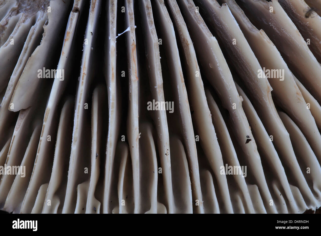 Ravvicinata delle branchie immagini e fotografie stock ad alta ...