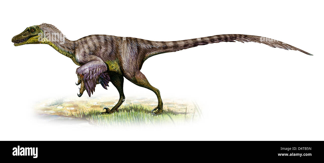 Velociraptor mongoliensis, preistoria dal recinto di dinosauri del ...