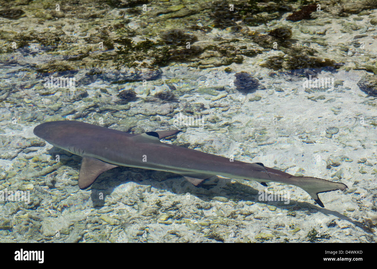 Coda squalo immagini e fotografie stock ad alta risoluzione - Alamy