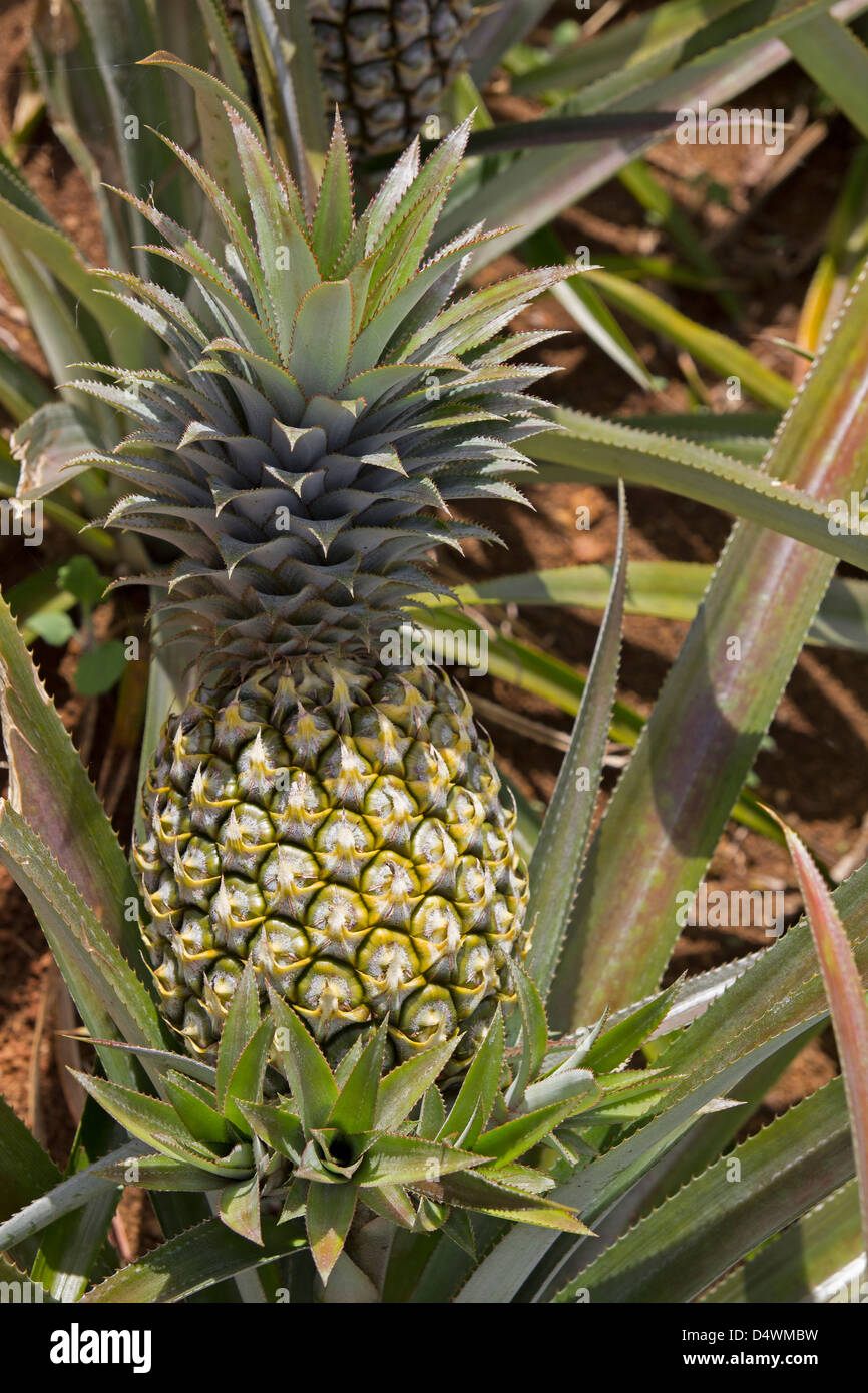 Pianta di ananas immagini e fotografie stock ad alta risoluzione - Alamy