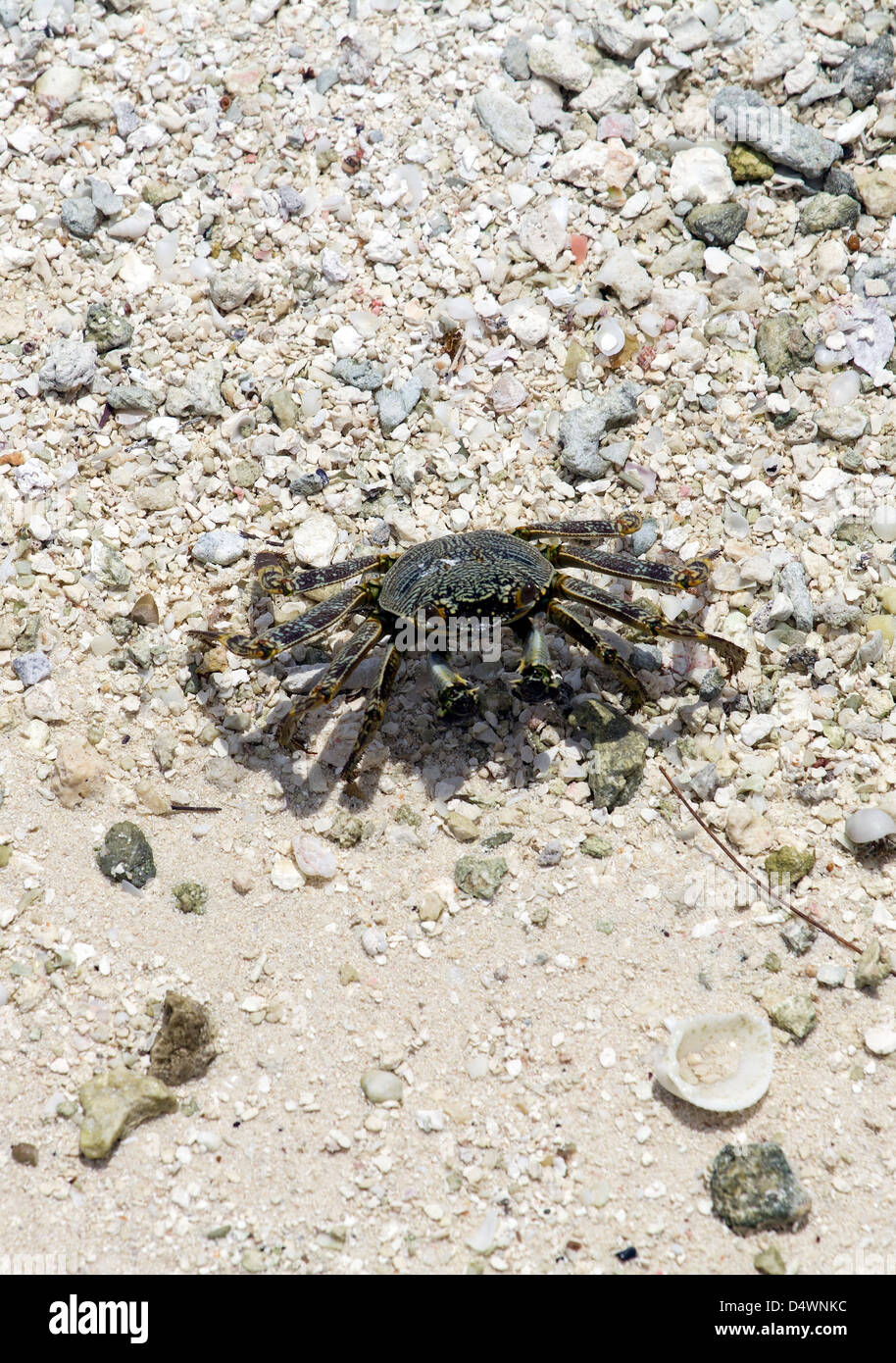 Granchio in spiaggia immagini e fotografie stock ad alta risoluzione ...