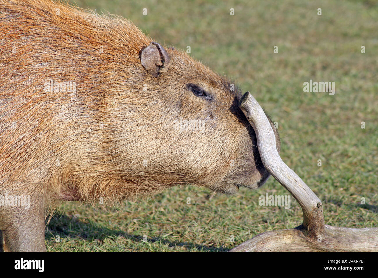 Capibara maiale d'acqua immagini e fotografie stock ad alta risoluzione ...