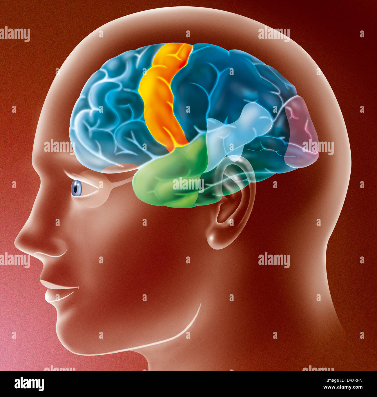 Aree della corteccia cerebrale immagini e fotografie stock ad alta ...