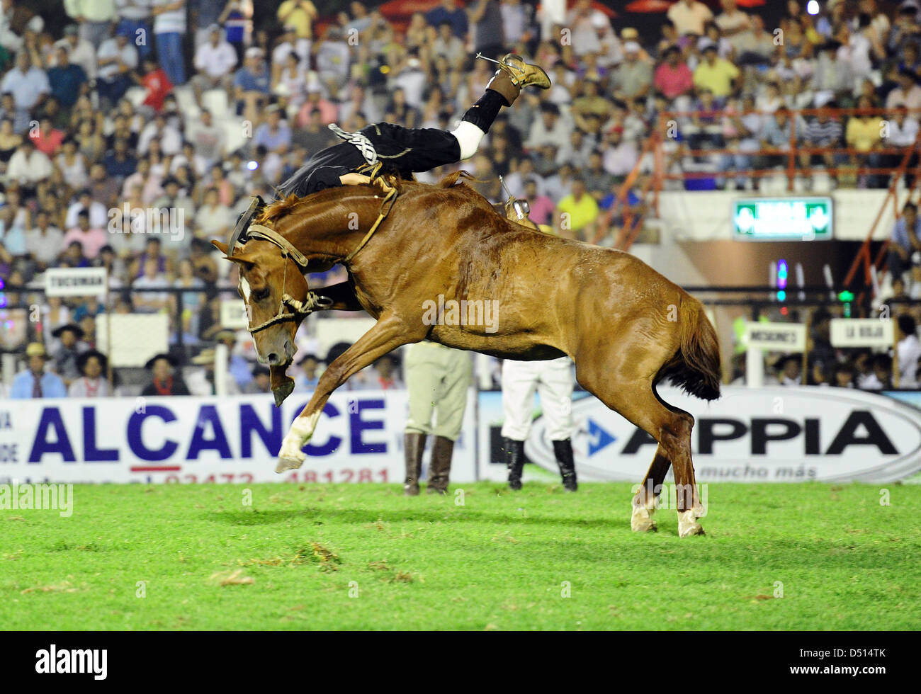 Cade cavallo immagini e fotografie stock ad alta risoluzione - Alamy