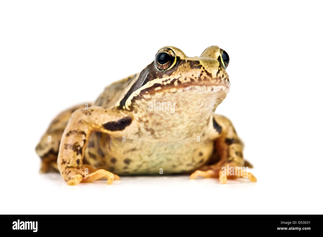 Sfondo bianco rana immagini e fotografie stock ad alta risoluzione - Alamy