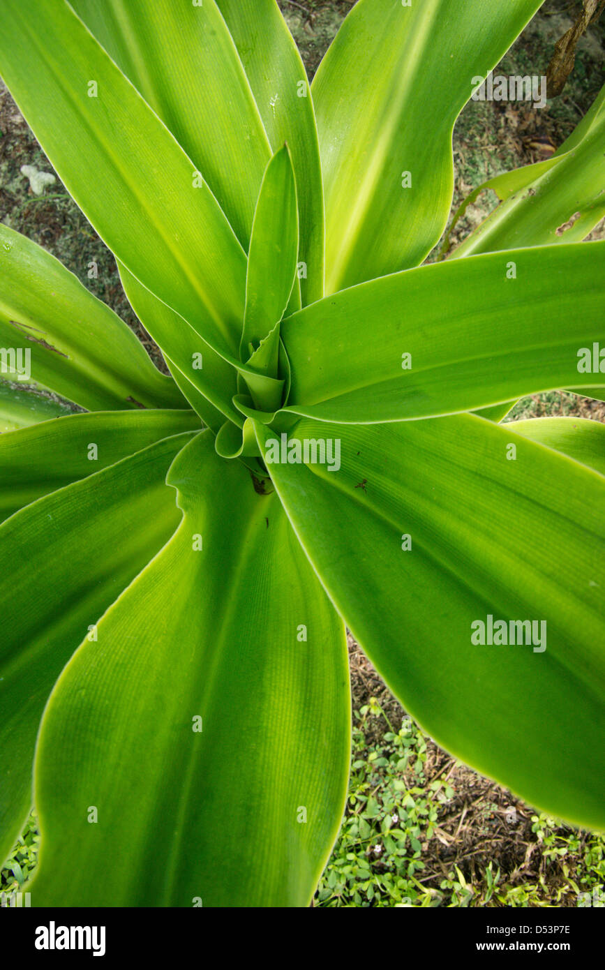 Pianta della foresta pluviale cactus immagini e fotografie stock ad ...
