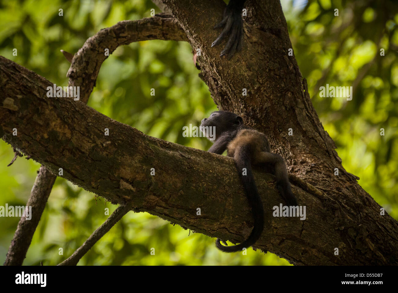 Scimmia Urlatrice Ammantata Immagini e Fotos Stock - Alamy