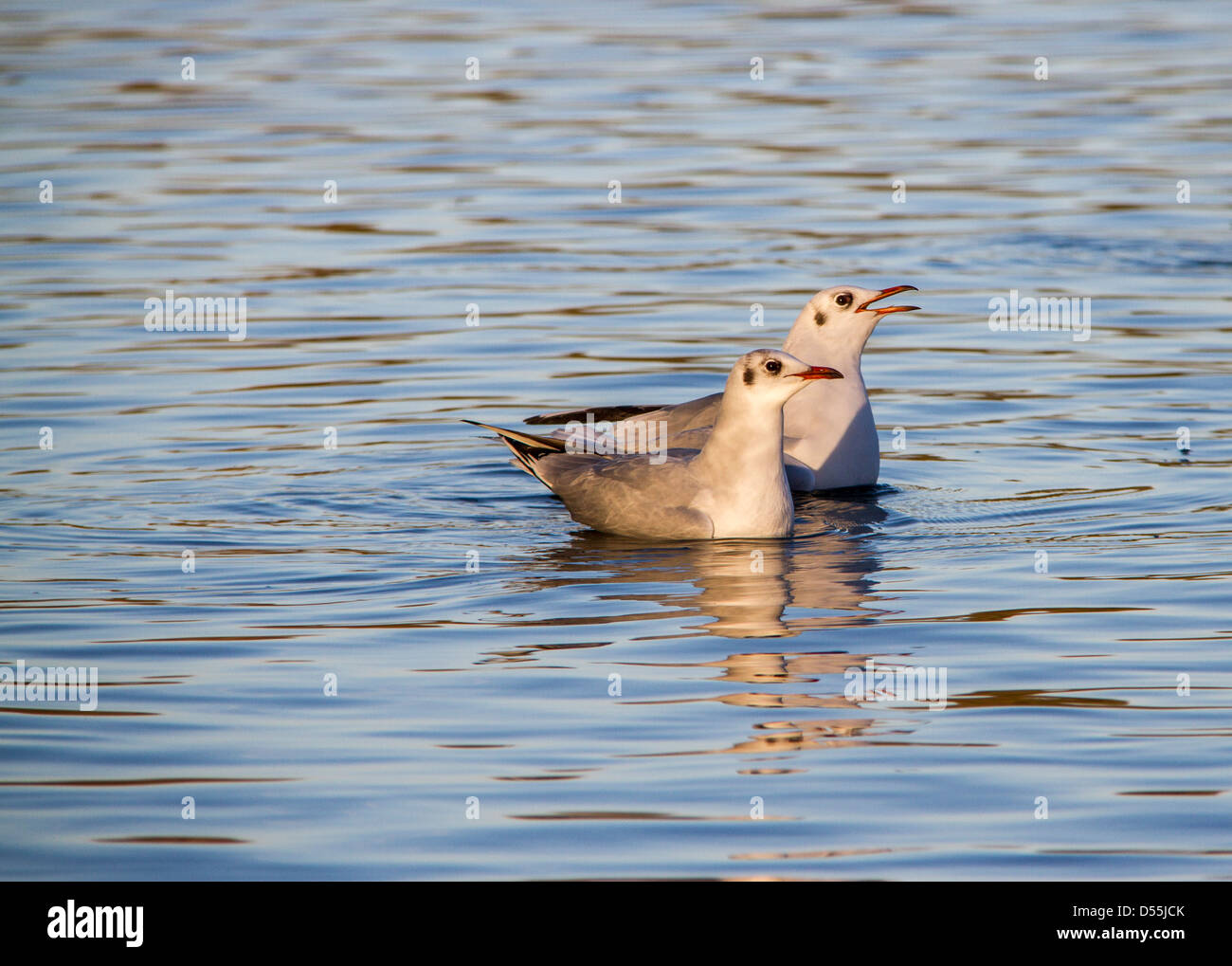 Uccelli uccelli gabbiani gabbiani gabbiani immagini e fotografie stock ...