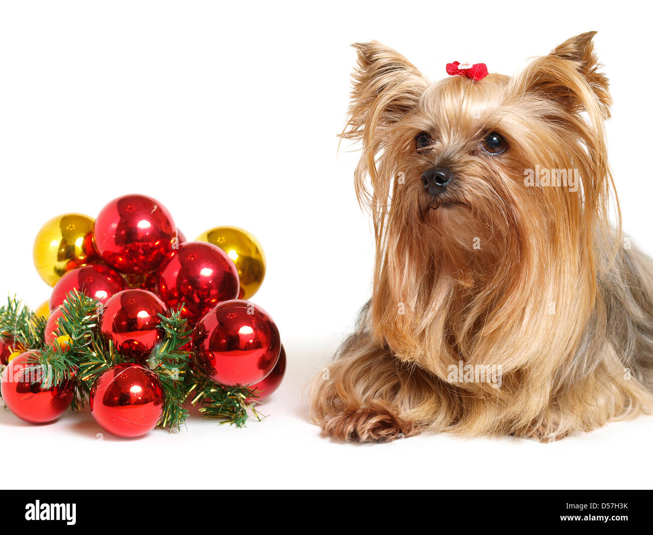 Yorkshire cane con le palle di Natale su bianco Foto stock - Alamy