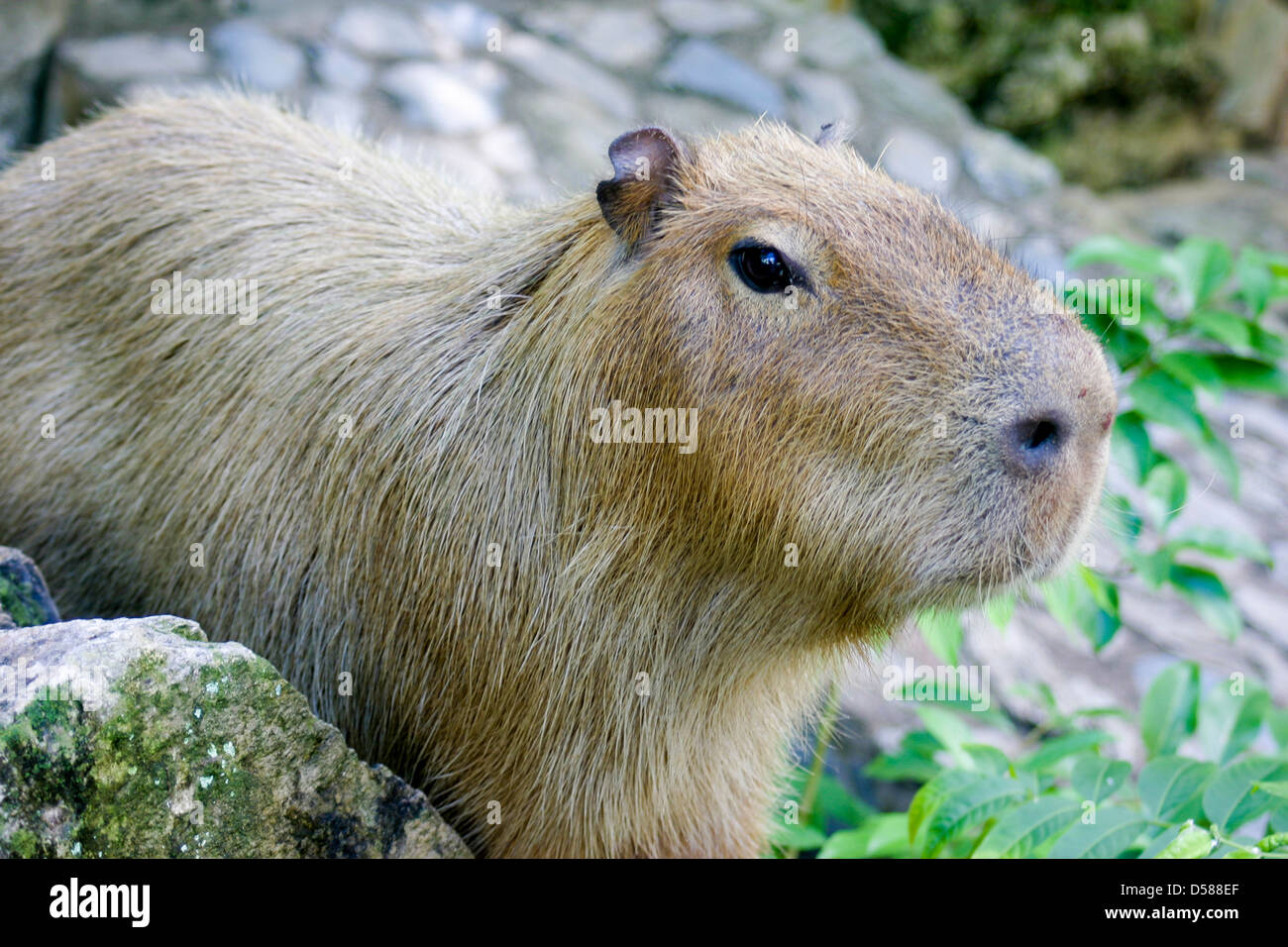 Capibara ,la più grande del mondo di roditore in Valle di Imperatore ...