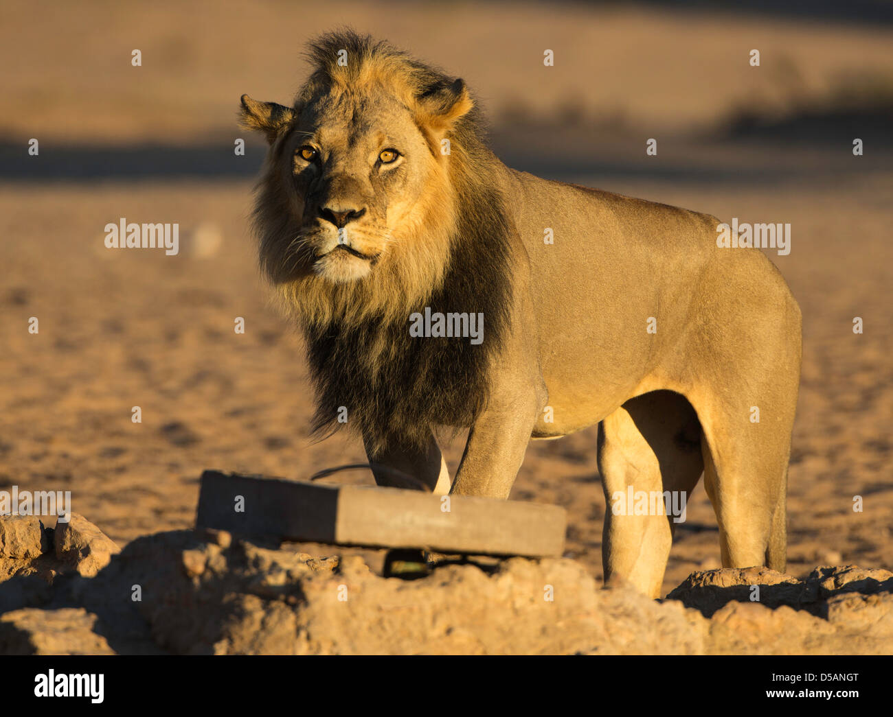 Lion with mane immagini e fotografie stock ad alta risoluzione - Alamy