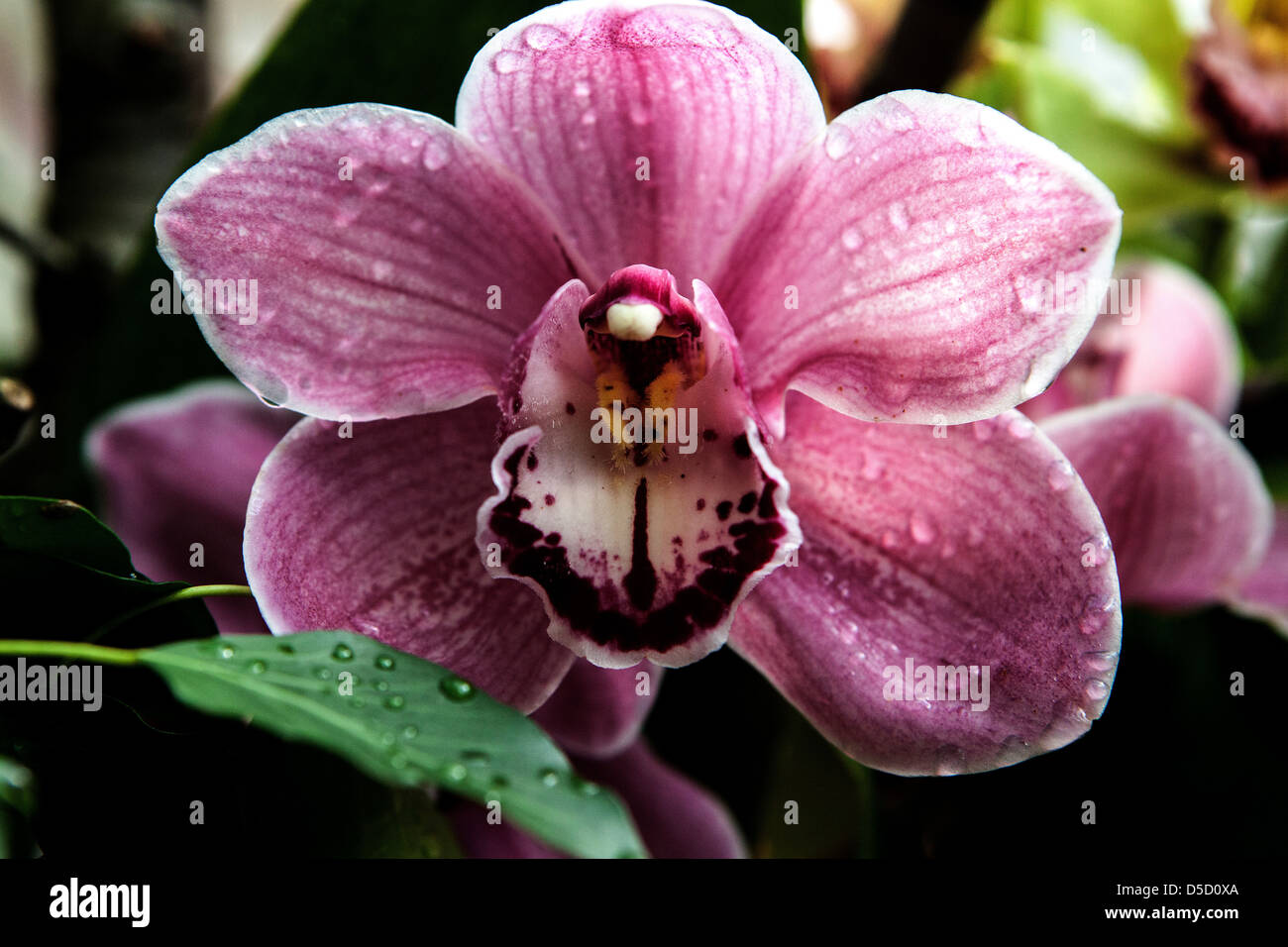 Pianta di orchidea falena immagini e fotografie stock ad alta ...