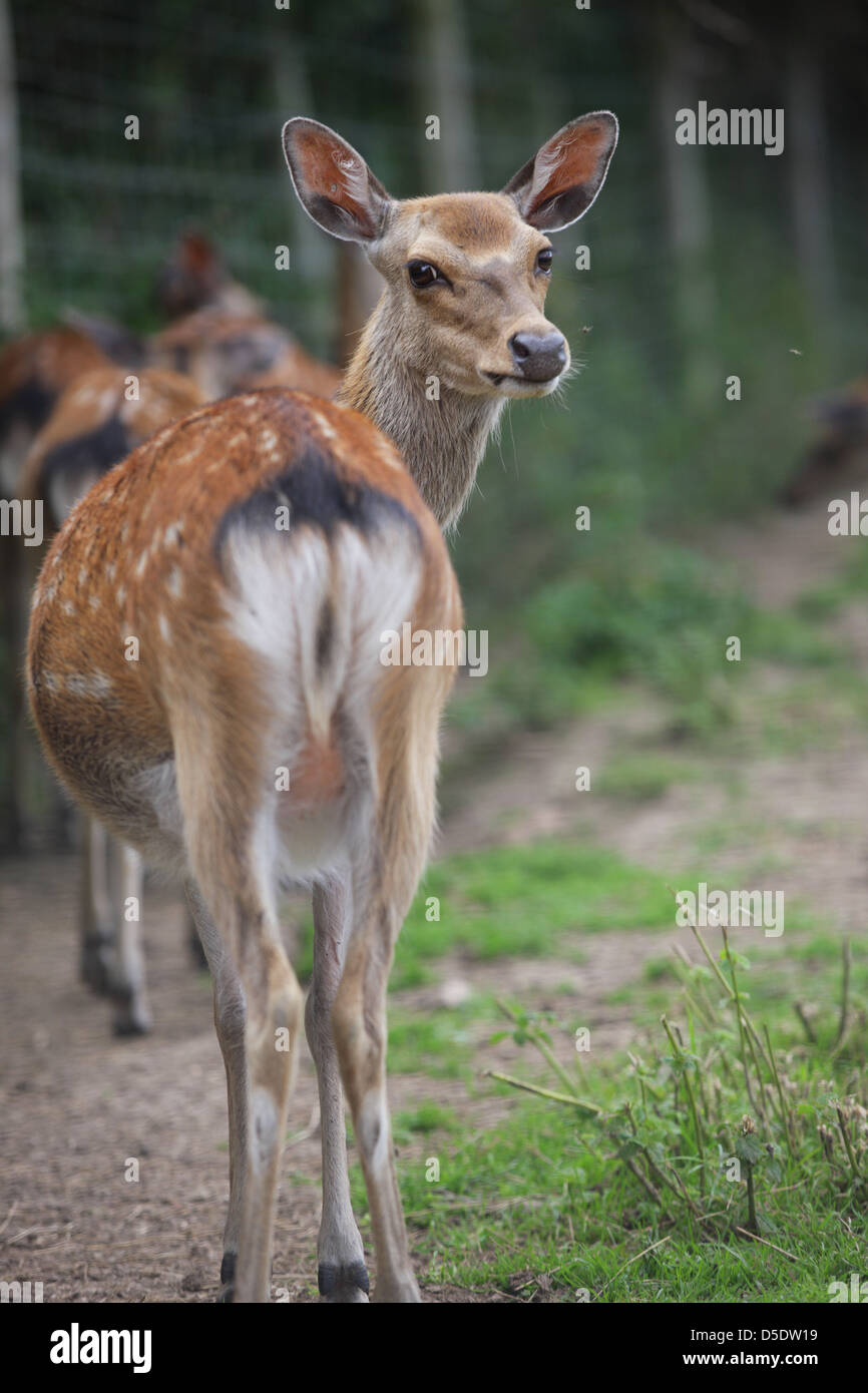 Cervo giapponese nativo immagini e fotografie stock ad alta risoluzione ...