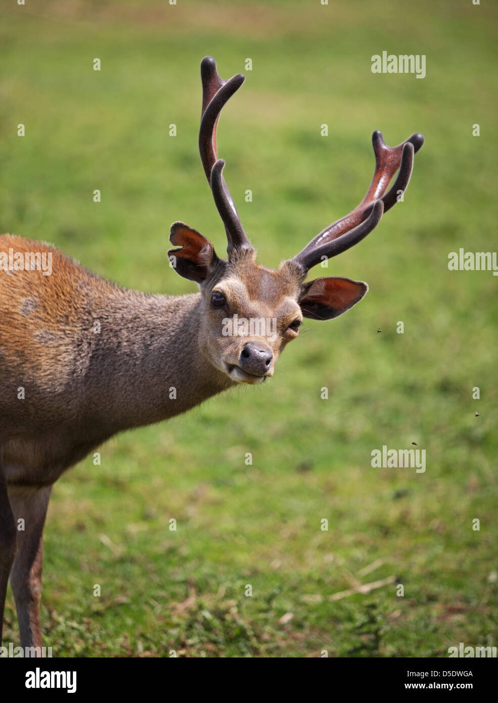 Cervo giapponese nativo immagini e fotografie stock ad alta risoluzione ...