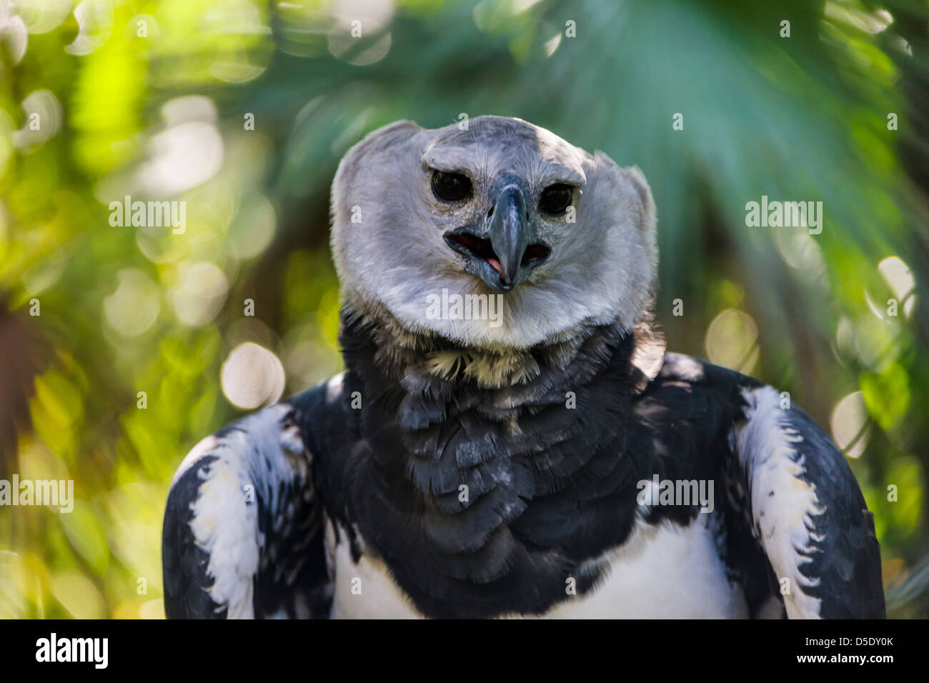 Harpia harpyja immagini e fotografie stock ad alta risoluzione - Alamy