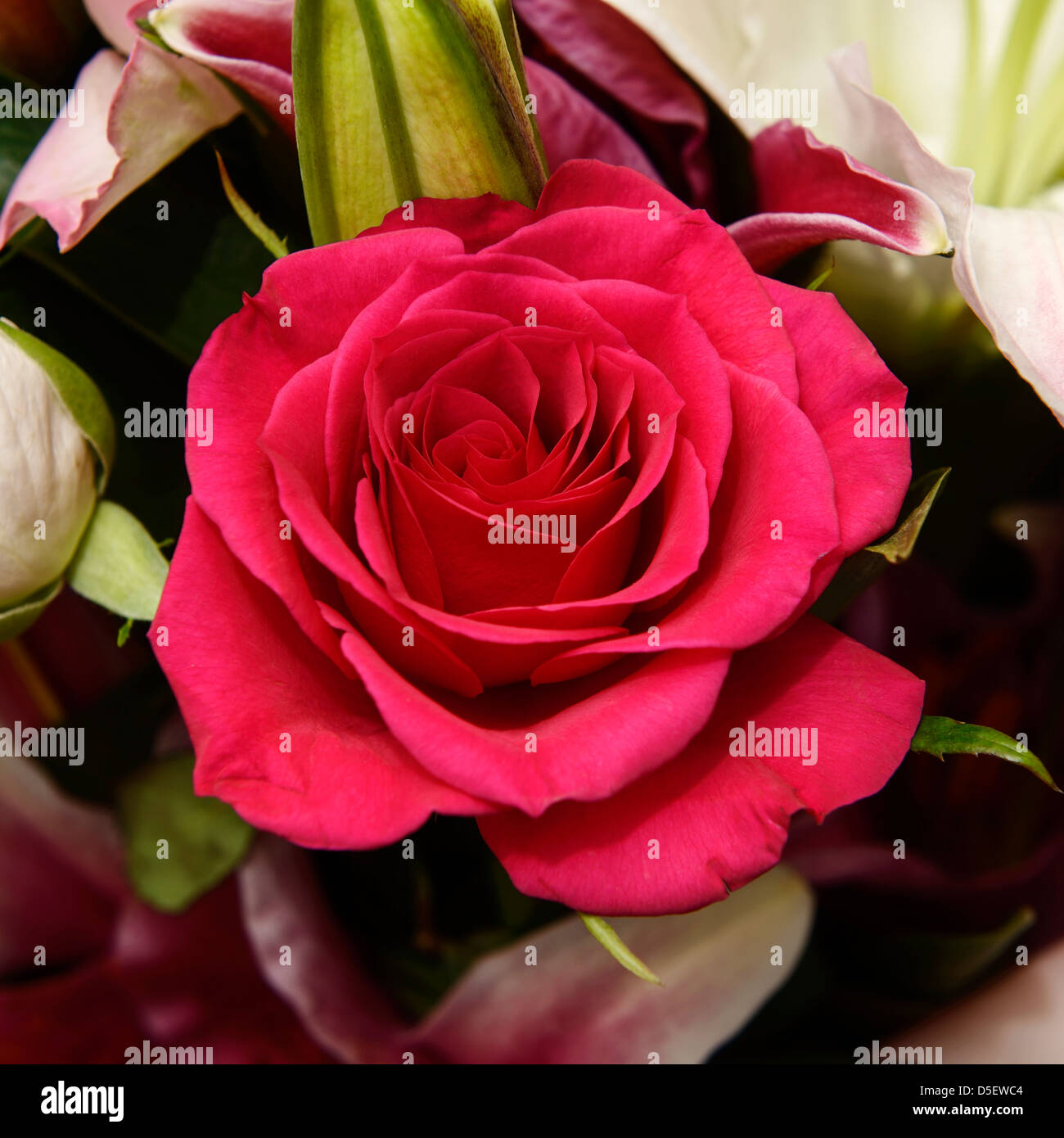 La rosa rossa immagini e fotografie stock ad alta risoluzione - Alamy