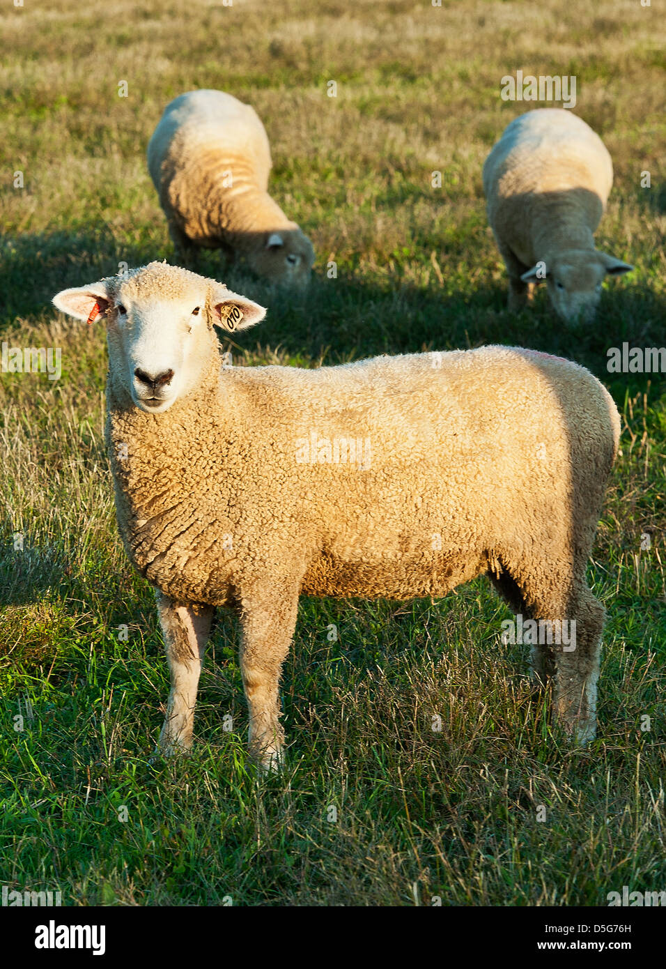 Animali al pascolo in campo immagini e fotografie stock ad alta ...