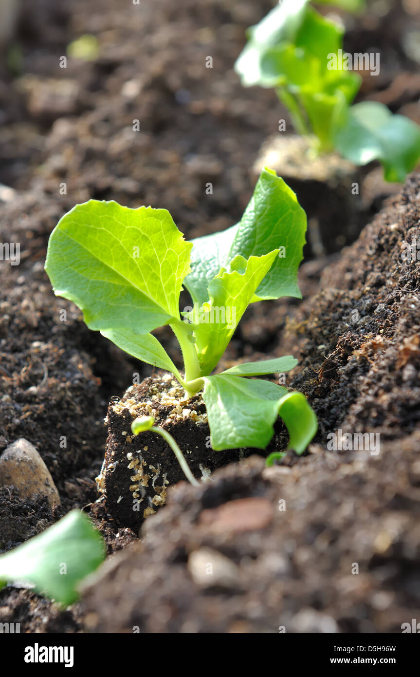 Piantina piantata immagini e fotografie stock ad alta risoluzione - Alamy