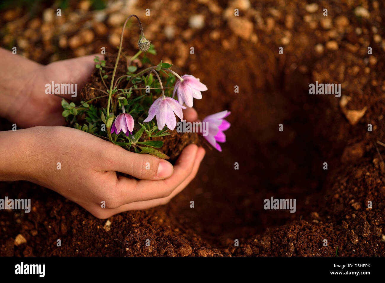 Piantine in mano immagini e fotografie stock ad alta risoluzione - Alamy