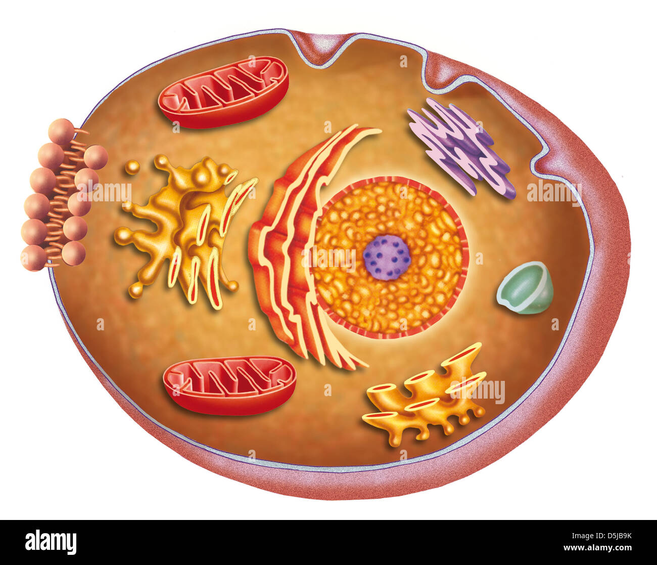 Schema di una cellula umana Foto stock - Alamy