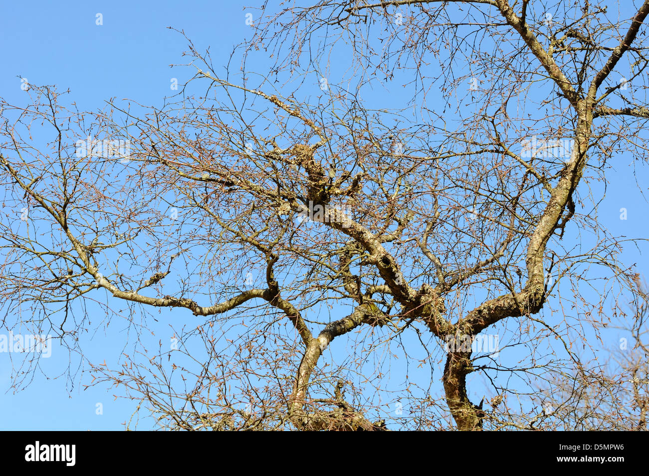 Rami di albero contorti immagini e fotografie stock ad alta risoluzione ...