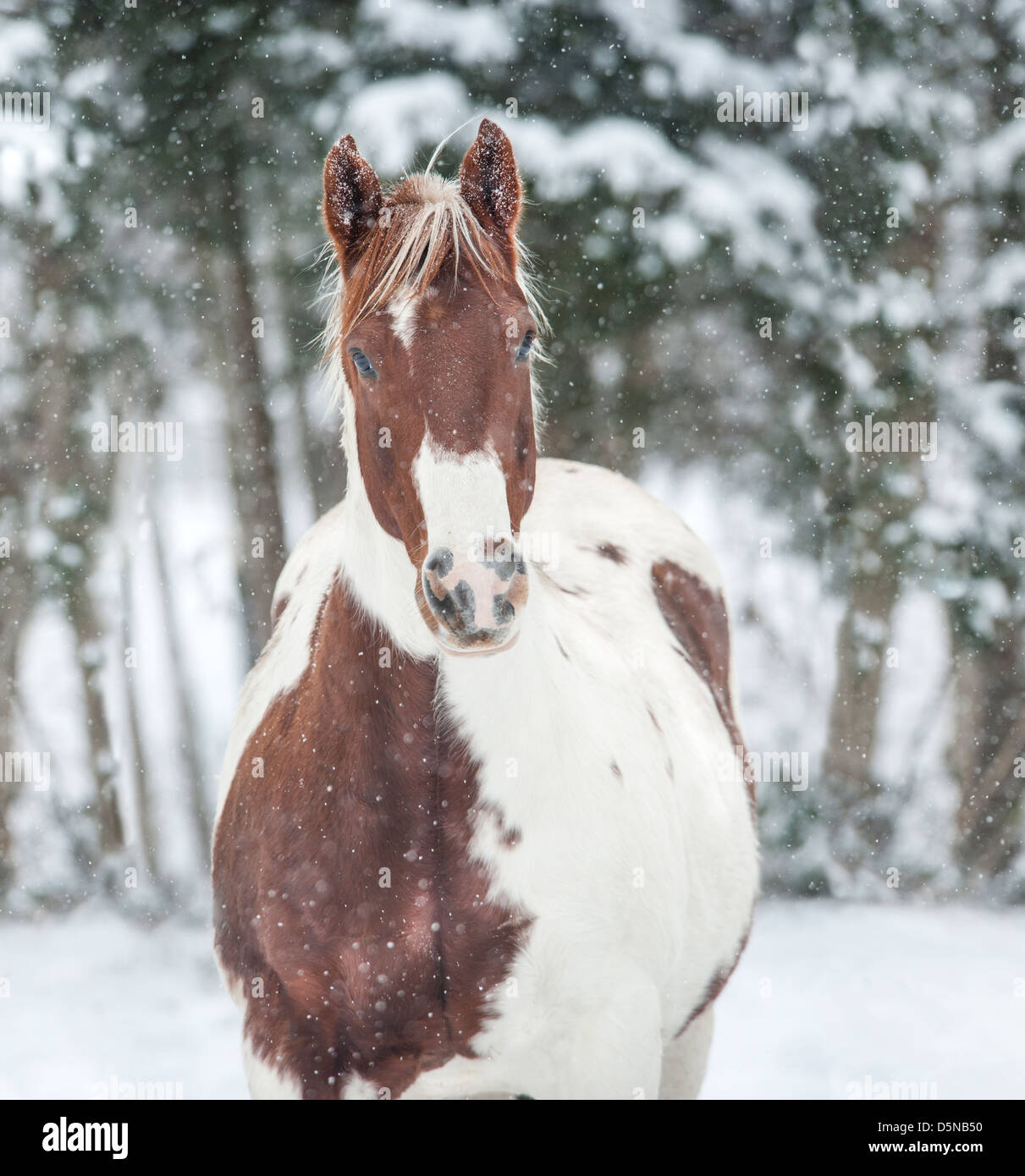 Cavallo pinto immagini e fotografie stock ad alta risoluzione - Alamy