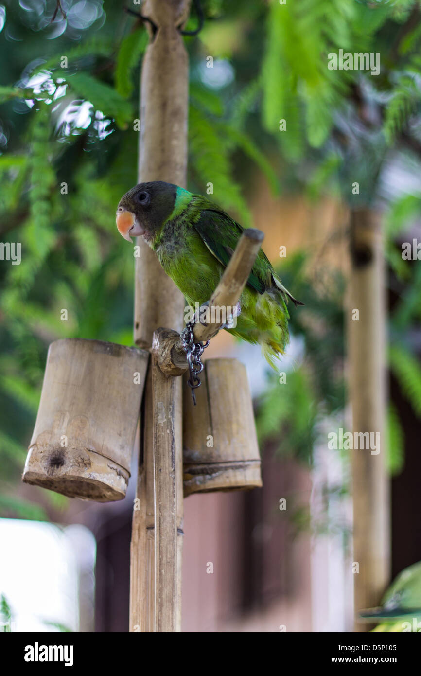 Immagini pappagallo immagini e fotografie stock ad alta risoluzione - Alamy