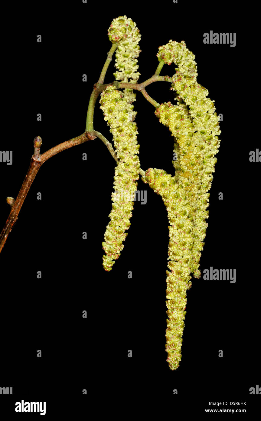 Alnus glutinosa tree immagini e fotografie stock ad alta risoluzione ...