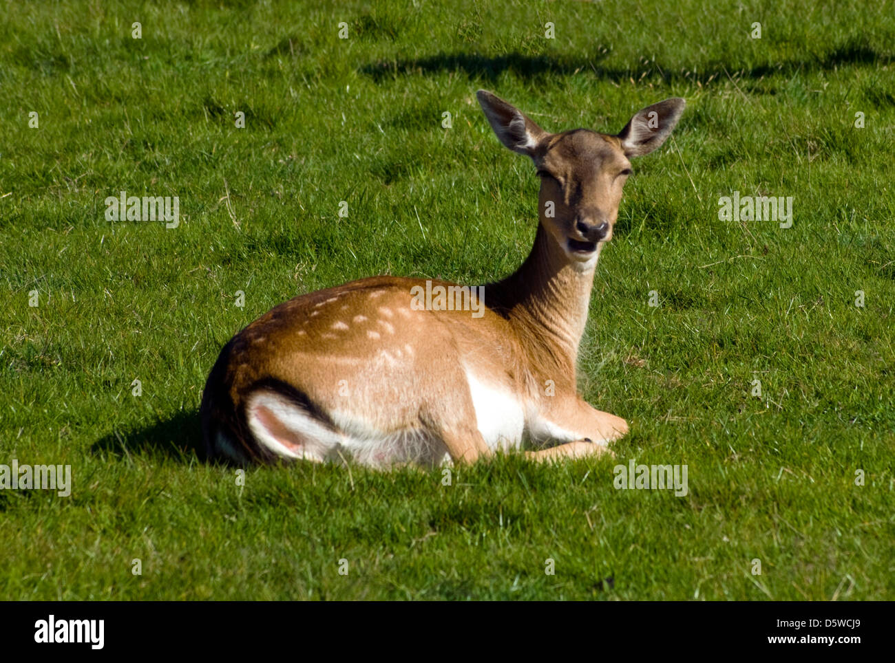 Cervo daino fauna foto animale immagini e fotografie stock ad alta ...