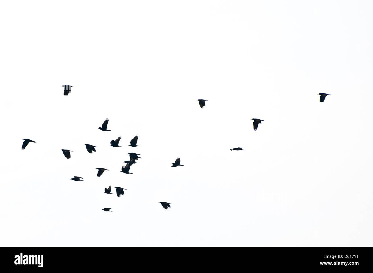 Stormo di uccelli Immagini senza sfondo e Foto Stock ritagliate - Alamy