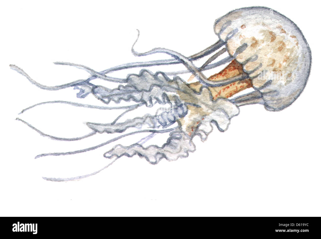 Phylum cnidaria immagini e fotografie stock ad alta risoluzione - Alamy