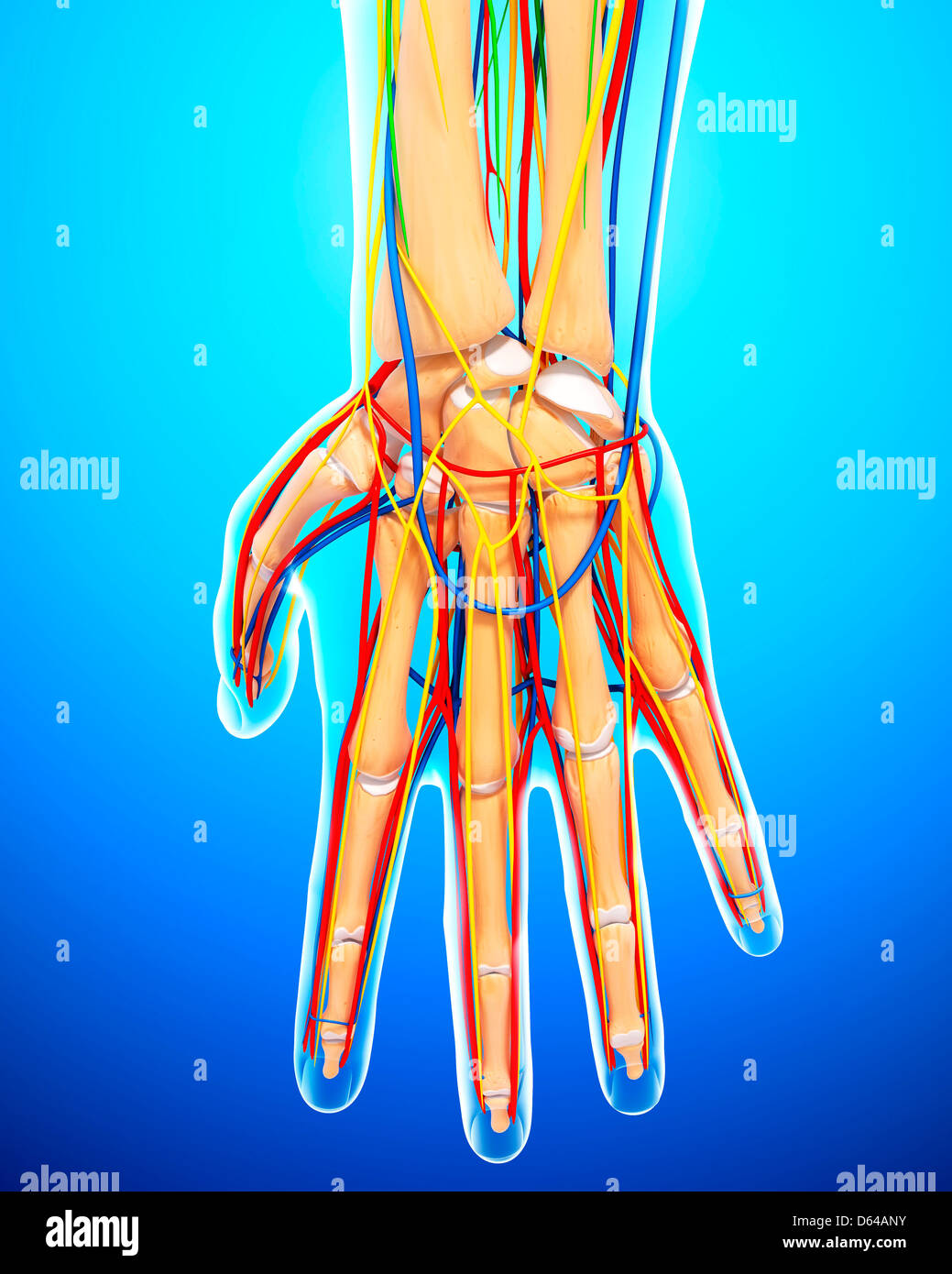 Anatomia della mano immagini e fotografie stock ad alta risoluzione - Alamy