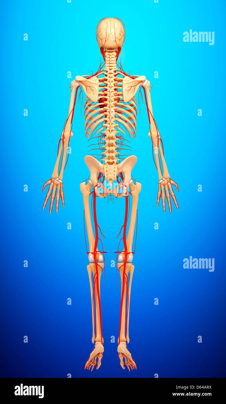 Anatomia Delle Arterie Immagini e Fotos Stock - Pagina 6 - Alamy