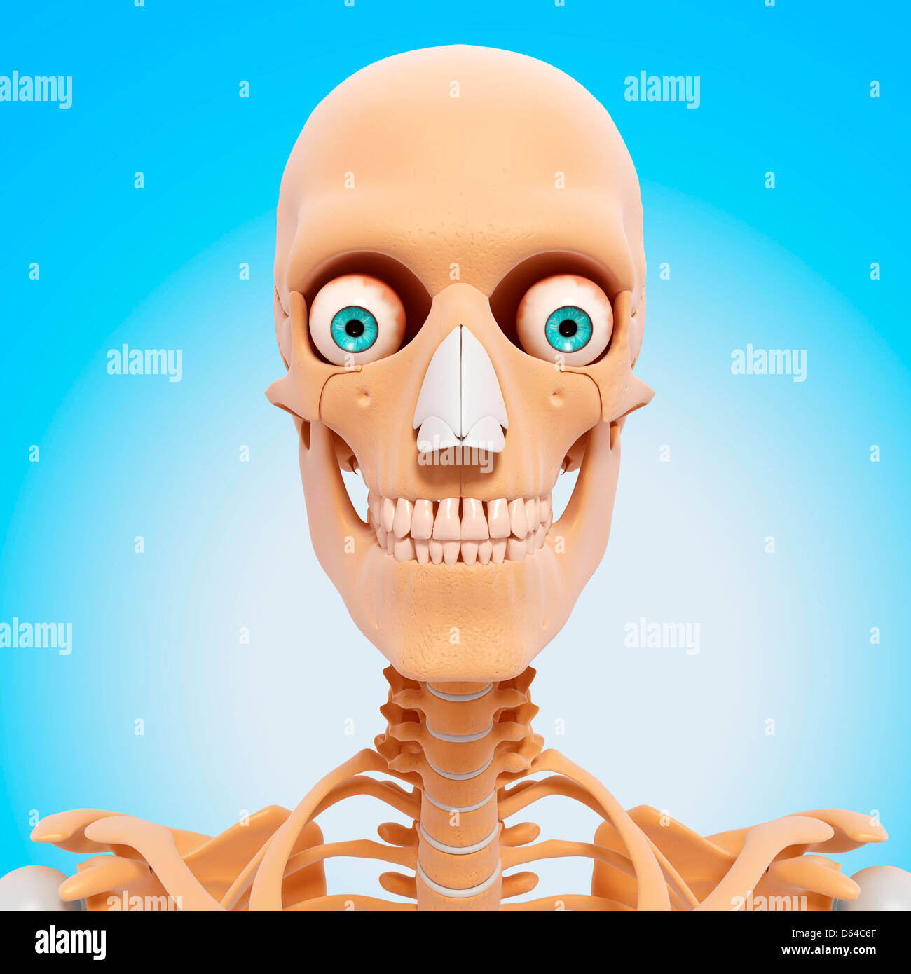 Scheletro di bulbo oculare immagini e fotografie stock ad alta ...