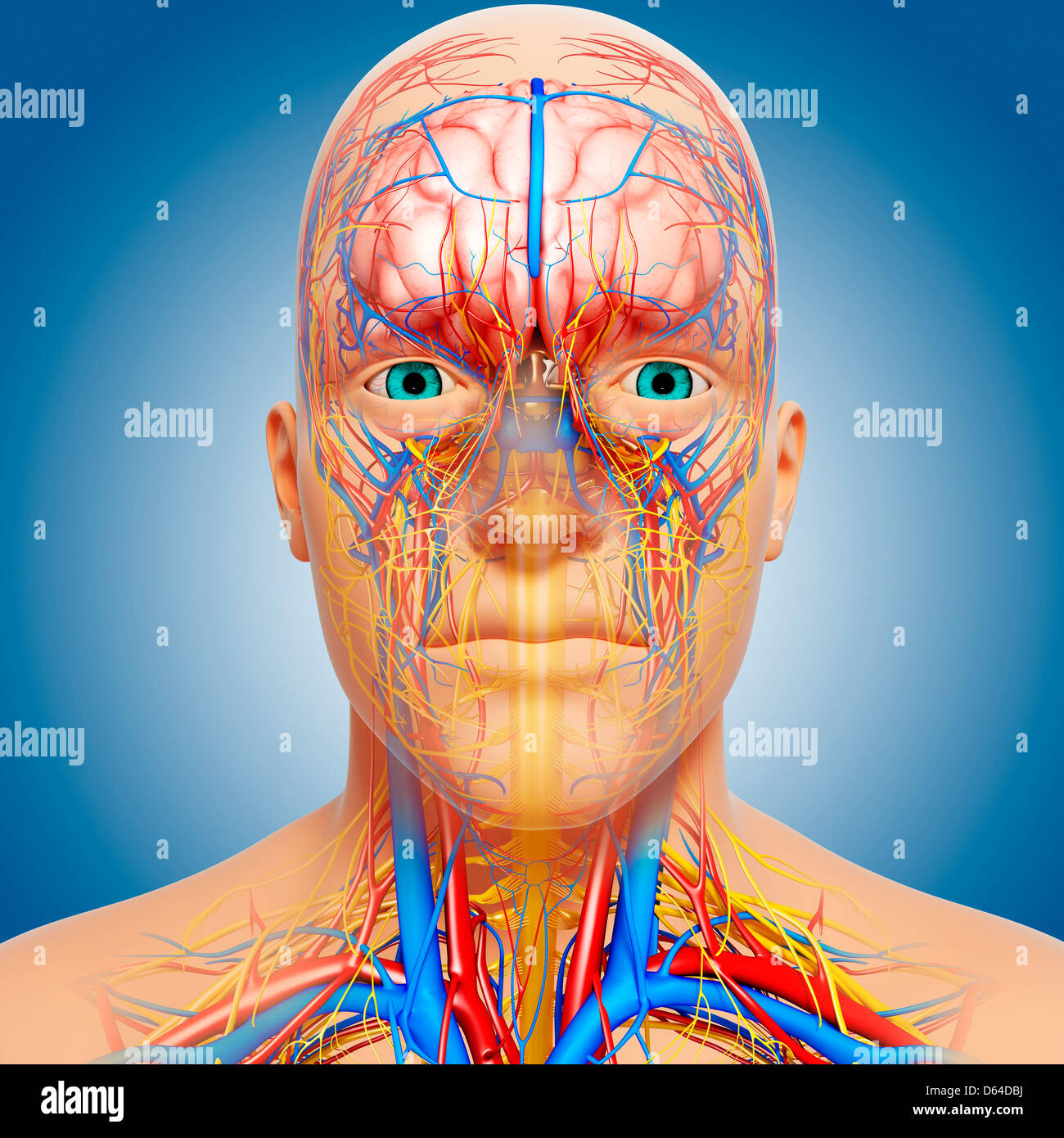 Anatomia testa immagini e fotografie stock ad alta risoluzione - Alamy