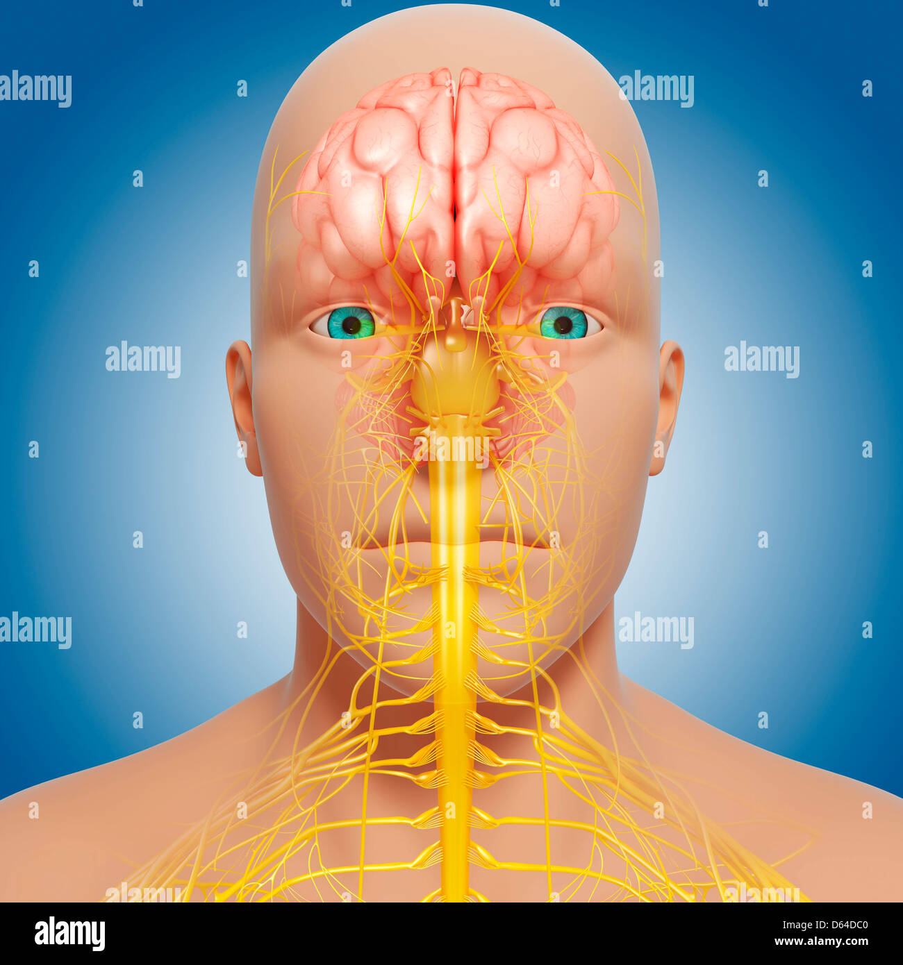Sistema nervoso immagini e fotografie stock ad alta risoluzione - Alamy