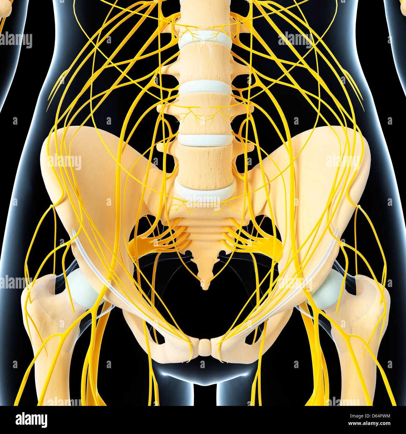 Anatomia Bacino Immagini e Fotos Stock - Alamy