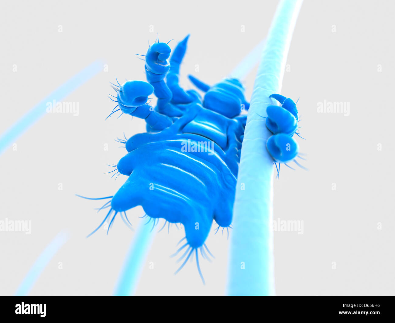 Pidocchio pubico immagini e fotografie stock ad alta risoluzione - Alamy