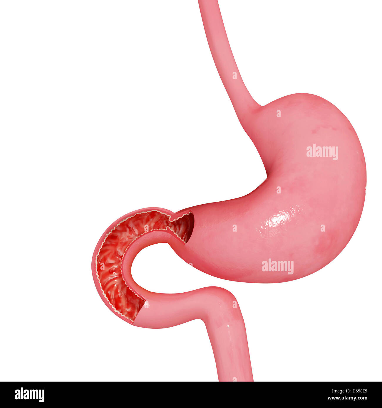 Stomaco umano e intestino immagini e fotografie stock ad alta ...