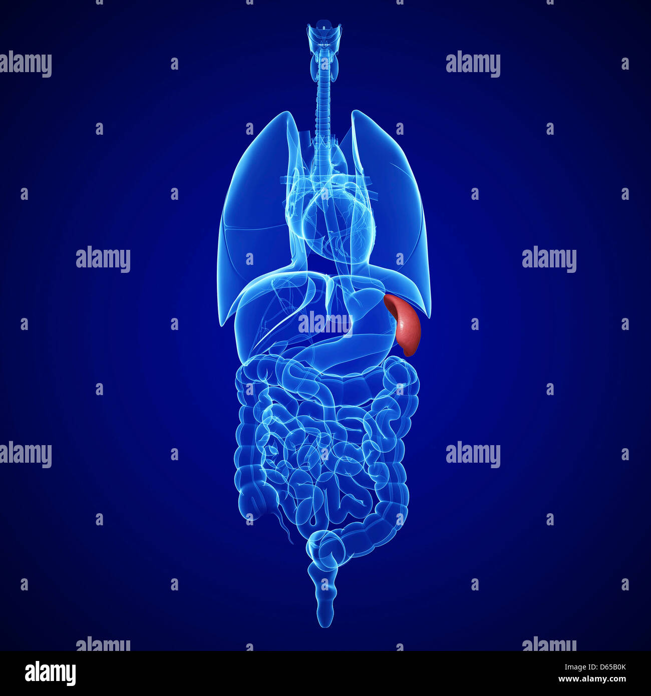 Milza di milza immagini e fotografie stock ad alta risoluzione - Alamy
